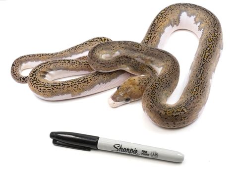Piebald Possible Tiger Reticulated Python By Nerd