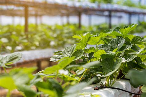 딸기 농장 재배 온실 실내 딸기 농장 안에 딸기 필드에서에서 신선한 딸기에에서 딸기 수경 법 행의 산업 성장 딸기 재배 건강한