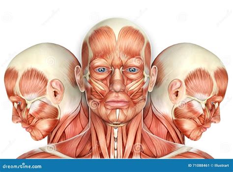 Facial Muscles Side View