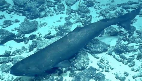 Southern Sleeper Shark Somniosus Antarcticus