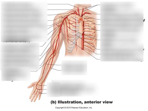 Thoracic Arteries Anterior Diagram Quizlet