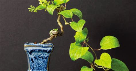 화분 속에서 숨 쉬는 자연의 아름다움 분재