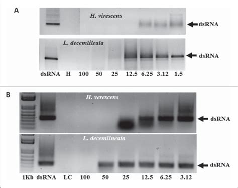Dsrna Degradation By Hemolymph And Midgut Lumen Contents A Dsrna