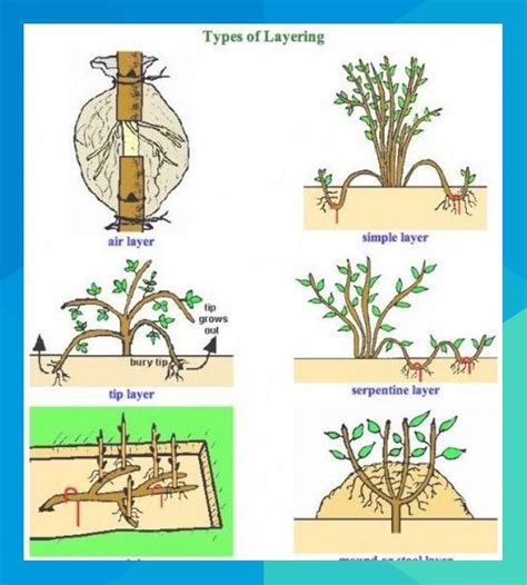 9 Plant Cuttings Ideas Plant Cuttings Propagating Plants Biology Notes