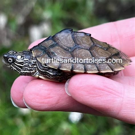 Sabine Map Turtle Graptemys Sabinensis Cb 2022 Turtles And