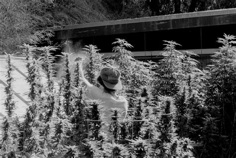 Your Comprehensive Guide To Understanding A Thc Percentage Chart