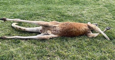 Heres A Kangaroo Have A Day 63 Fact Album On Imgur