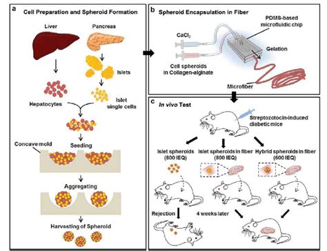 12 Schematic Representation Of The Hybrid Spheroids Fabrication