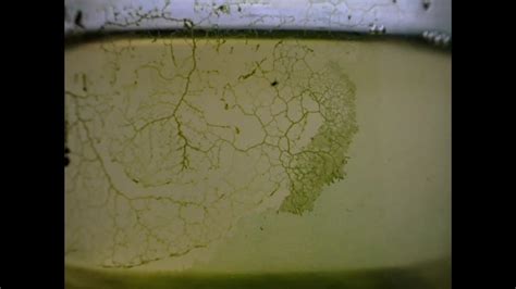 Time Lapse Of My Algae Eating Slime Mold Ralgae