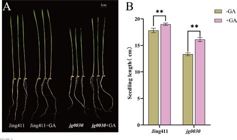 Figure 2 From Genetic Analysis And Mapping Of Dwarf Gene Without Yield Penalty In A γ Ray