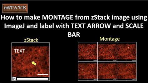 How To Make MONTAGE From ZStack Image Using ImageJ And Label With TEXT