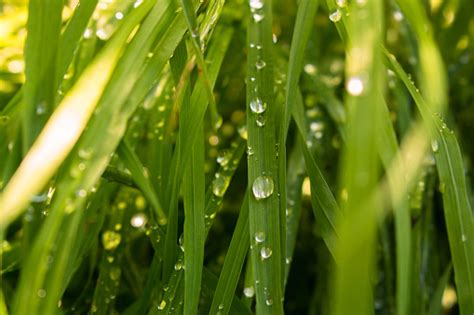 이슬이 맺힌 밝은 잔디 빗방울이 있는 푸른 잔디 여름 자연 봄 배경입니다 신선한 녹지 순도 개념입니다 환경 배경입니다 잔디와 물방울이 있는 잔디밭 닫습니다 0명에 대한 스톡