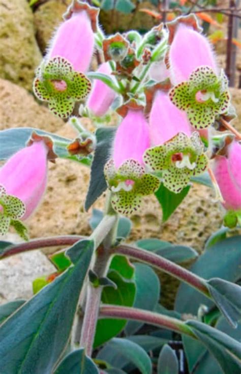 Колерия – описание, уход в домашних условиях, виды и сорта