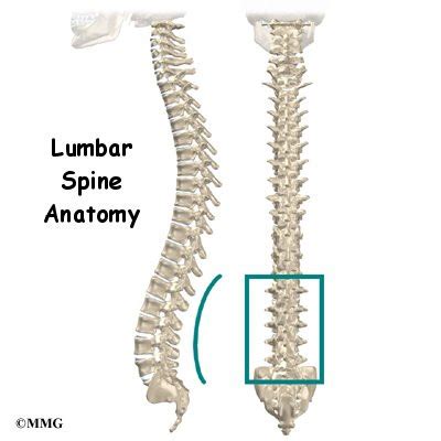 Lumbar Spine Anatomy Orthogate