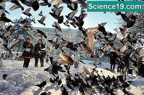 Ce Se întâmplă într O Reacție Bazică A Acidului Lewis 💫 Portal