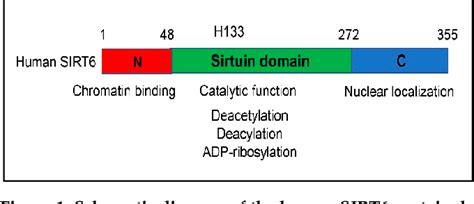 Figure 1 From Sirtuin 6—a Key Regulator Of Hepatic Lipid Metabolism And Liver Health Semantic