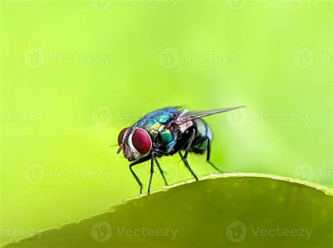 Green Flies On Blur Background These Flies Can Cause Diseases That Are Transmitted Through