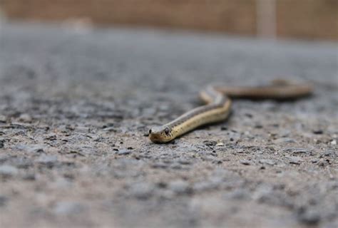 회색 뱀 꿈 해몽 17가지보는 나오는 만나는 죽이는 잡는 뱀한테 에게 물리는 공격 당하는 쫓기는 꿈 지식 코리아