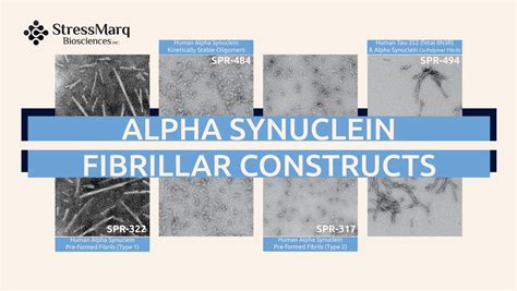 Alpha Synuclein Fibrillar Constructs Stressmarq