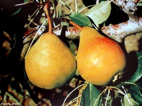 Conservacion De Peras Max Red Barlet Precoz Moretini Mantecosa Fard