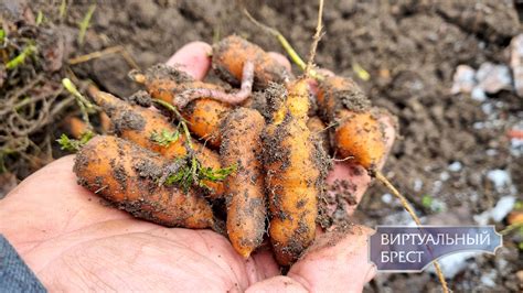 Этот фрукт или овощ суровые брестчане выращивают под снегом