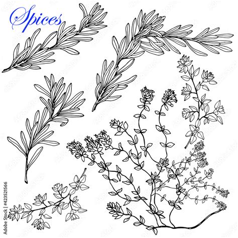 Thyme And Rosemary Set Twig Stock Black And White Illustration