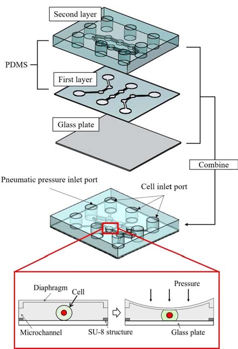 Figure 1 From Calcium Signaling Response Of Osteoblastic Cells Received