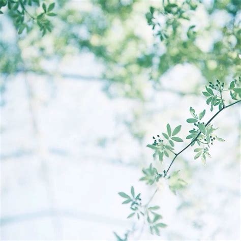 绿植 小清新 文艺 素雅的叶子图片 高清图片，堆糖，美图壁纸兴趣社区
