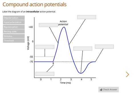 Solved Compound Action Potentials Label The Diagram Of An Intracellular Action Potential