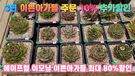 💝판매완료💝3편 에이프럴 이쁜 묵둥이들 특이종 아가들 최대 80 할인 선주문 10 추가할인 망설이시면 늦어요 묵둥이 창 코너 명품 판매 Youtube