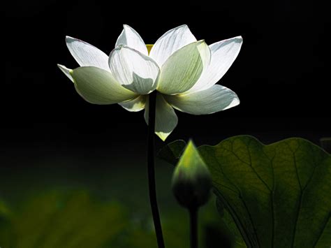 白蓮 By Kazustyle （id：8799189） 写真共有サイトphotohito