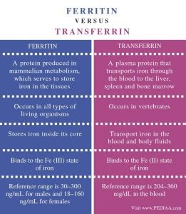 What Is The Difference Between Ferritin And Transferrin Pediaa Com