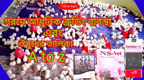 গরমে বাচ্চার ব্রুডিং ব্যবস্থা ফার্মে বাচ্চা আসার পূর্বমুহূর্ত থেকে বাচ্চা আসার পর পর্যন্ত