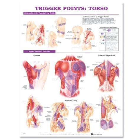 Trigger Points Torso Anatomical Chart Company Amazon It Libri