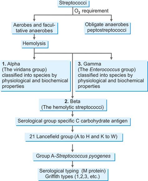 Streptococcus Salivarius Hemolysis