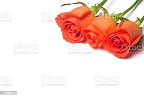 흰색 배경에 고립 된 세 개의 아름다운 오렌지 장미 자유 공간을 복사합니다 결혼식에 대한 스톡 사진 및 기타 이미지 결혼식 기념일 꽃 나무 Istock