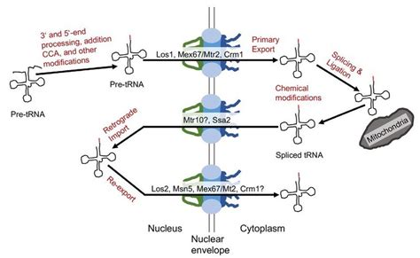 The Complex TRNA Subsystem Part