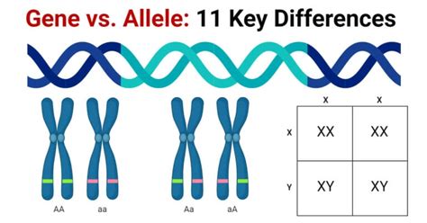 Gene Vs Allele Definition And 11 Key Differences