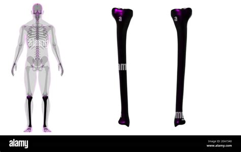 Human Skeleton Anatomy Tibia Bone 3d Rendering For Medical Concept