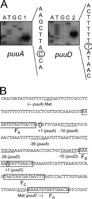 Primer Extension Analysis And Promoter Region Sequences For Puua And Download Scientific