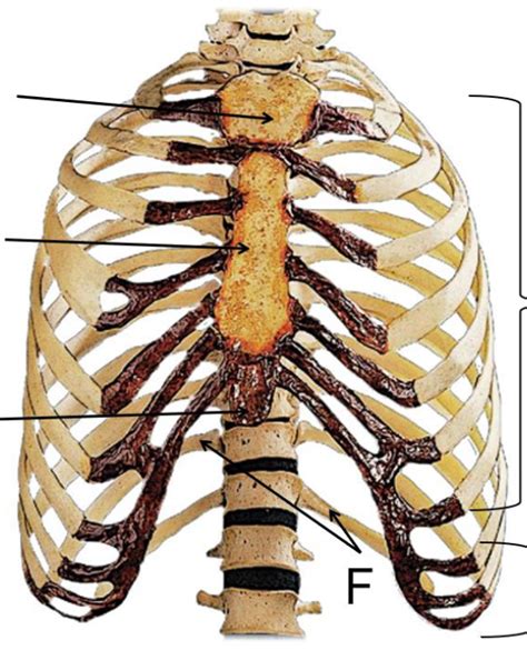 Thoracic Cage Diagram Quizlet