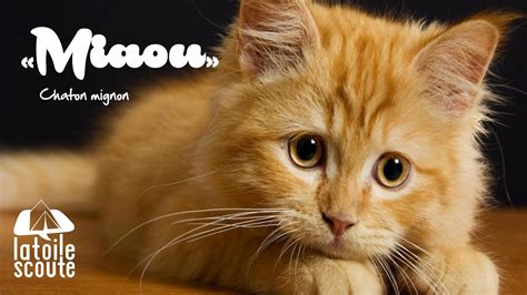 Miaou Chaton Mignon Citation Scout Cats Cute Cats And Kittens