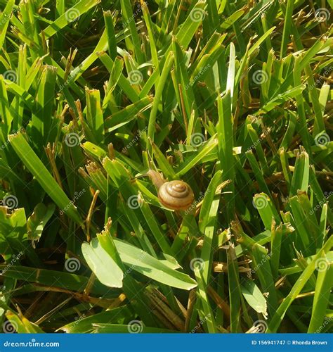 Snail In The Grass Stock Image Image Of Patience Shell 156941747
