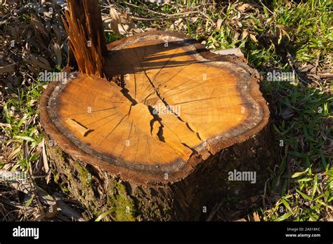 Eucalyptus Tree Felled And Sawn On The Trunk Red Heartwood Of A Eucalyptus Tree At The Show