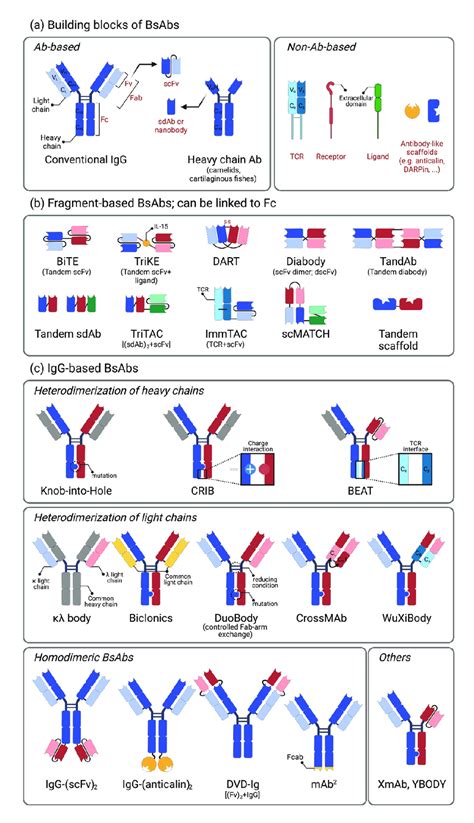 The Building Blocks And Formats Of Bispecific Antibodies A The
