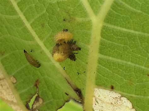 Figeater Beetle Larvae