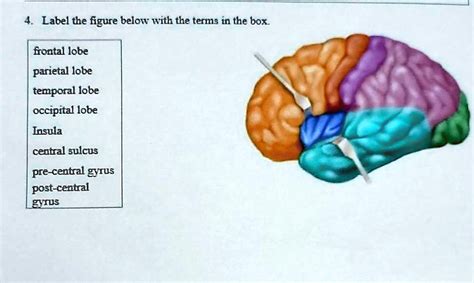 Solved Label The Figure Below With The Terms In The Box Frontal Lobe Parietal Lobe Temporal
