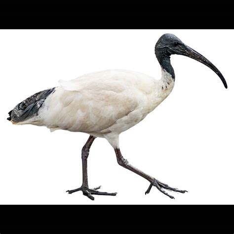 Australian White Ibis Threskiornis Molucca Identification Birda