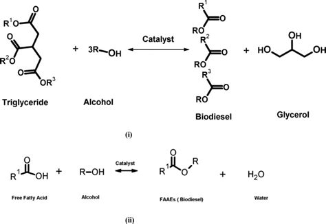 Schematic Representation Of Triglyceride Trans Esterification I And Download Scientific