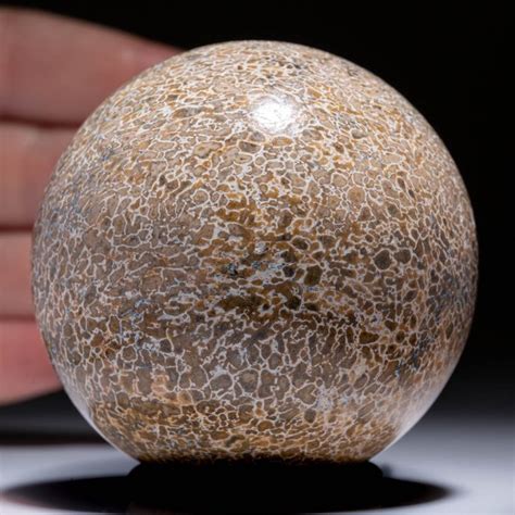 Fossil Bone Sphere Original Dino Bone Fossil Bone Agatized